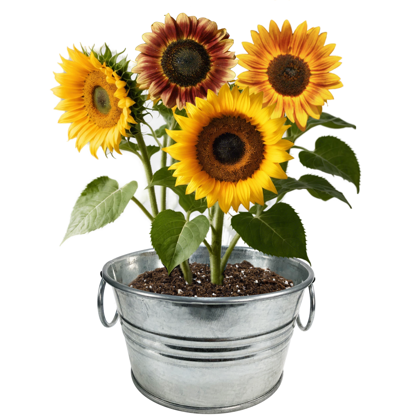 Pail of Sunshine - Grow Your Own Sunflowers Multipack of 3 – Bluedot ...