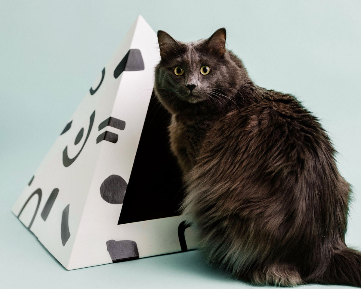'Doodle' Cardboard Cat Pyramid – Bluedot Living Collection